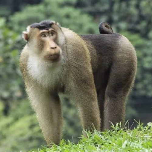 Beruk (Macaca nemestrina) - Semarang Zoo