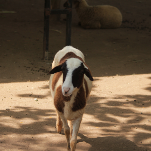 Domba Dorper (Ovis aries) - Semarang Zoo