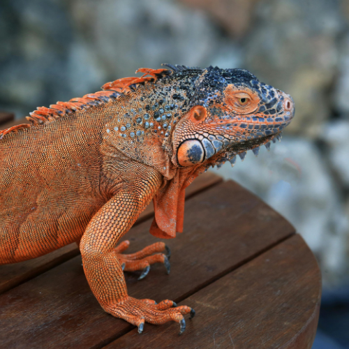 Iguana Merah (Iguana iguana 'Red Morf') - Semarang Zoo