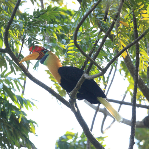 Julang Sulawesi (Rhyticeros cassidix) - Semarang Zoo