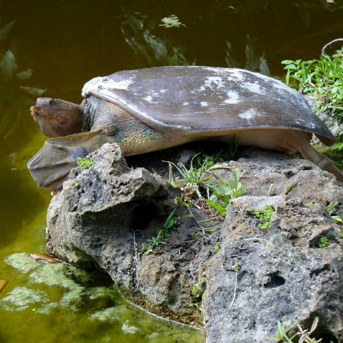 Labi-labi (Amyda cartilaginea) - Semarang Zoo